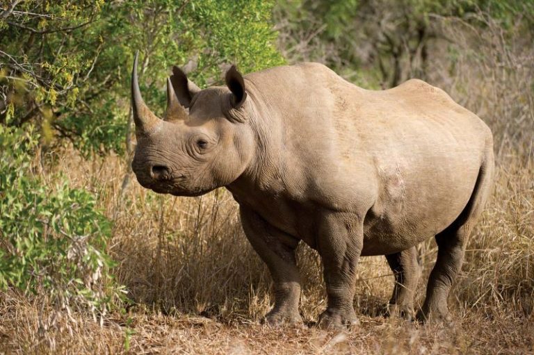 Nuclear Science Utilized to Protect African Rhino - The Cheer News