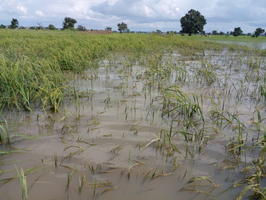 Farmers Cry For Help As Flooding Destroys Rice Farms In Taraba - The ...